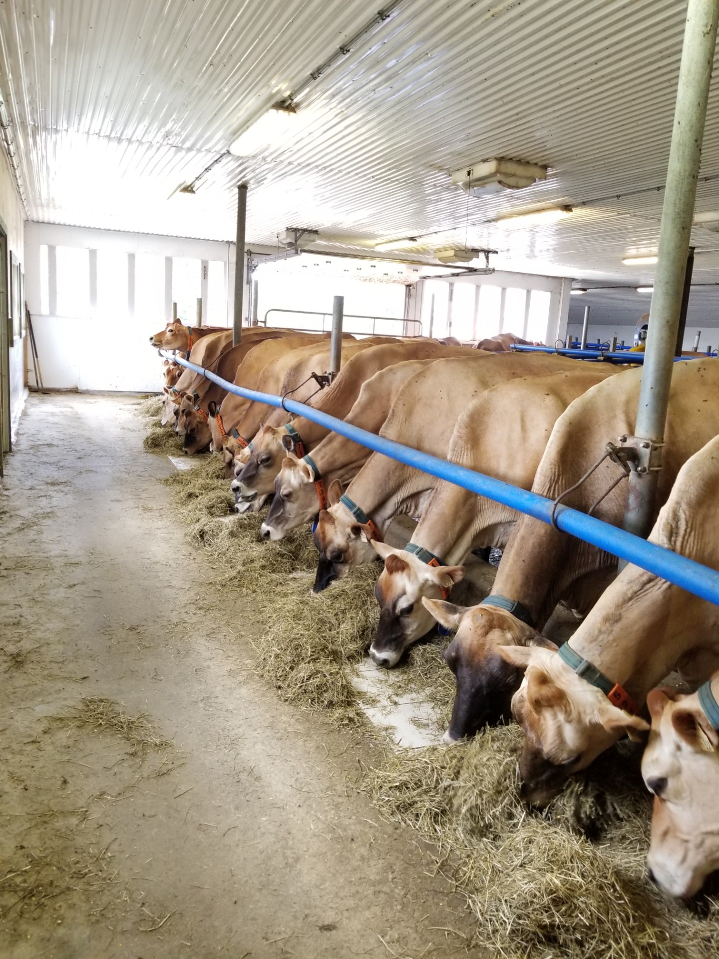 Le visionnaire du lait | Ferme Phylum | Chaudière-Appalaches | Terroir ...